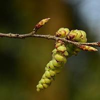 普陀鹅耳枥 - 图片/介绍/花期/花语/知识 - 千草植物