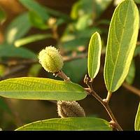 山芝麻 - 图片/介绍/花期/花语/知识 - 千草植物