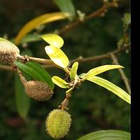 山芝麻 - 图片/介绍/花期/花语/知识 - 千草植物