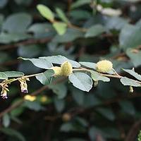 钝叶山芝麻 - 图片/介绍/花期/花语/知识 - 千草植物