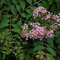 小花紫薇 - 图片/介绍/花期/花语/知识 - 千草植物