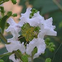 绒毛紫薇 - 图片/介绍/花期/花语/知识 - 千草植物
