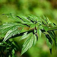假鬃尾草 - 图片/介绍/花期/花语/知识 - 千草植物
