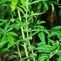 假鬃尾草 - 图片/介绍/花期/花语/知识 - 千草植物