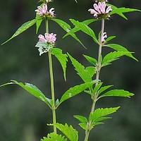 大花益母草 - 图片/介绍/花期/花语/知识 - 千草植物