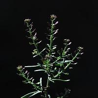 阿拉善独行菜 - 图片/介绍/花期/花语/知识 - 千草植物