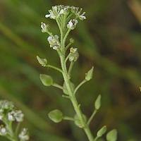 碱独行菜 - 图片/介绍/花期/花语/知识 - 千草植物