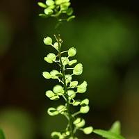 楔叶独行菜 - 图片/介绍/花期/花语/知识 - 千草植物