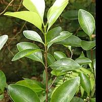 日本假卫矛 - 图片/介绍/花期/花语/知识 - 千草植物