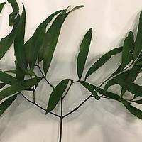 网脉假卫矛 - 图片/介绍/花期/花语/知识 - 千草植物