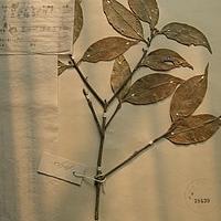 灵香假卫矛 - 图片/介绍/花期/花语/知识 - 千草植物