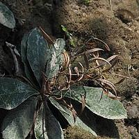 网脉蛛毛苣苔 - 图片/介绍/花期/花语/知识 - 千草植物