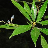 闽楠 - 图片/介绍/花期/花语/知识 - 千草植物