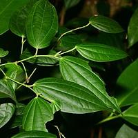 兰屿胡椒 - 图片/介绍/花期/花语/知识 - 千草植物