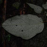 勐海胡椒 - 图片/介绍/花期/花语/知识 - 千草植物