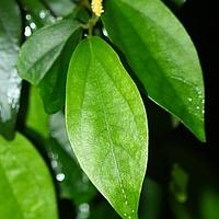 风藤 - 图片/介绍/花期/花语/知识 - 千草植物