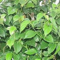 恒春胡椒 - 图片/介绍/花期/花语/知识 - 千草植物
