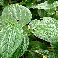 假蒟 - 图片/介绍/花期/花语/知识 - 千草植物