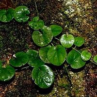 石南藤 - 图片/介绍/花期/花语/知识 - 千草植物