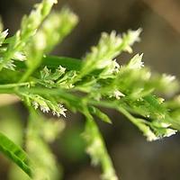 早熟禾 - 图片/介绍/花期/花语/知识 - 千草植物