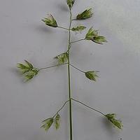 西伯利亚早熟禾 - 图片/介绍/花期/花语/知识 - 千草植物