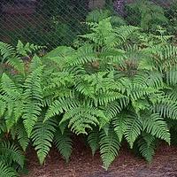 欧洲蕨 - 图片/介绍/花期/花语/知识 - 千草植物